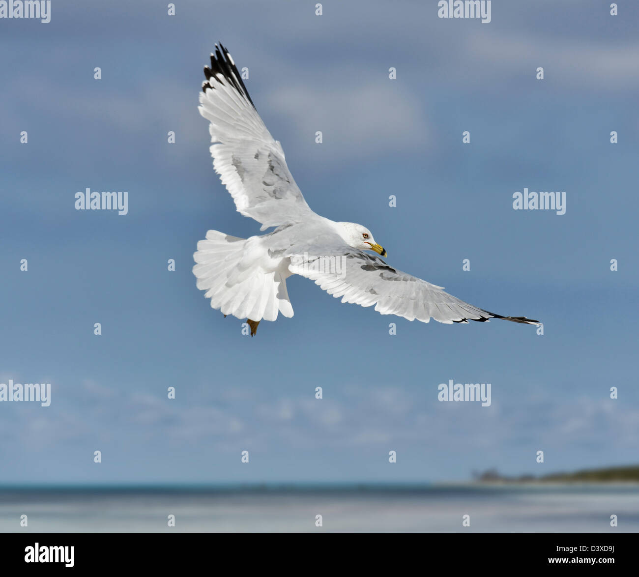 A Seagull, Soaring In The Blue Sky Stock Photo - Alamy
