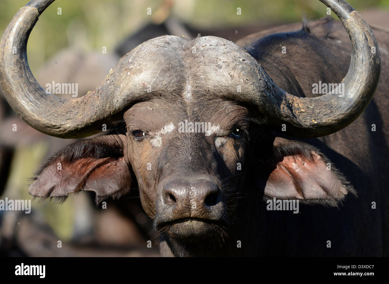Photos of Africa, Buffalo head facing camera Stock Photo - Alamy