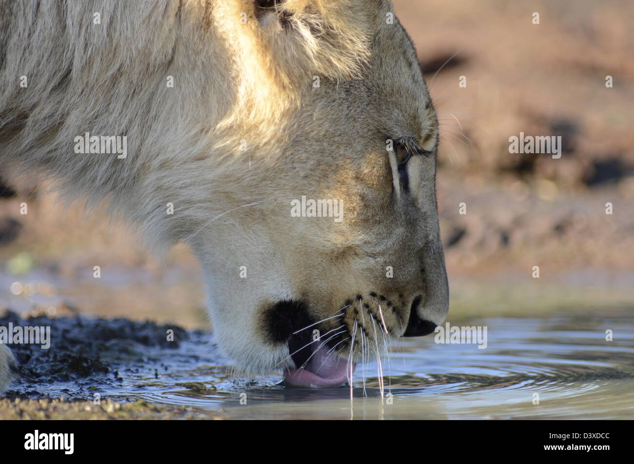 Photos of Africa, Young Lion drink water Stock Photo - Alamy