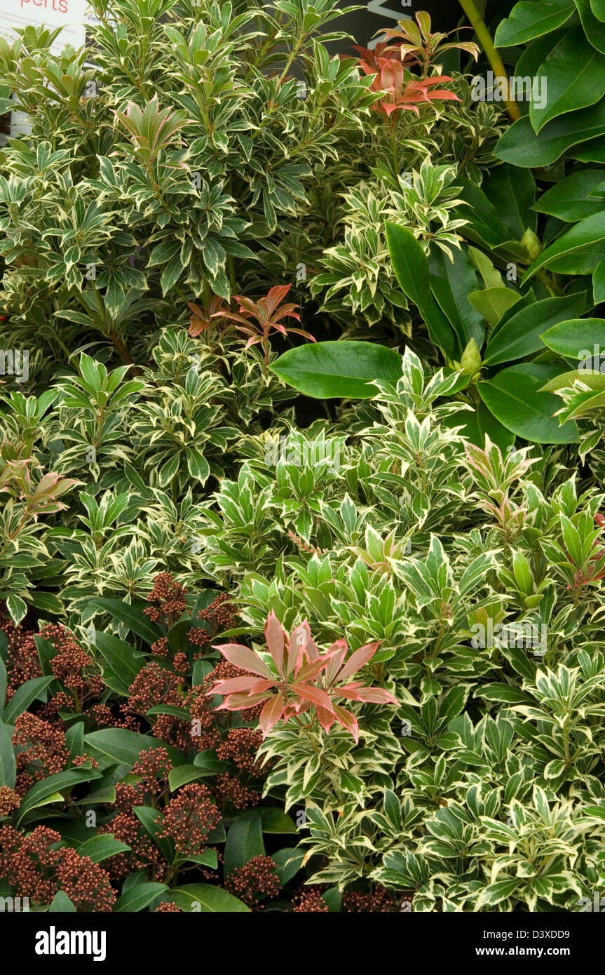 Dwarf Andromeda Plant