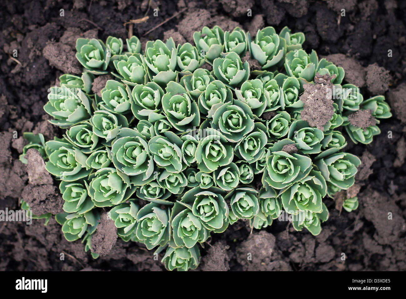 Sedum, stonecrop, crassula at spring ground. Close up Stock Photo - Alamy