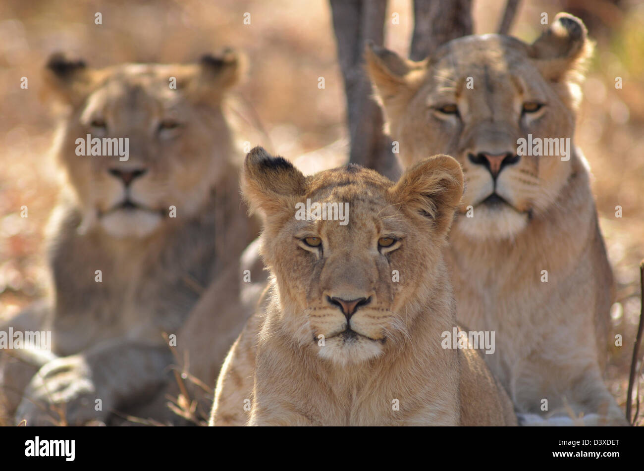 Photos of Africa, Young Lion facing camera Stock Photo - Alamy