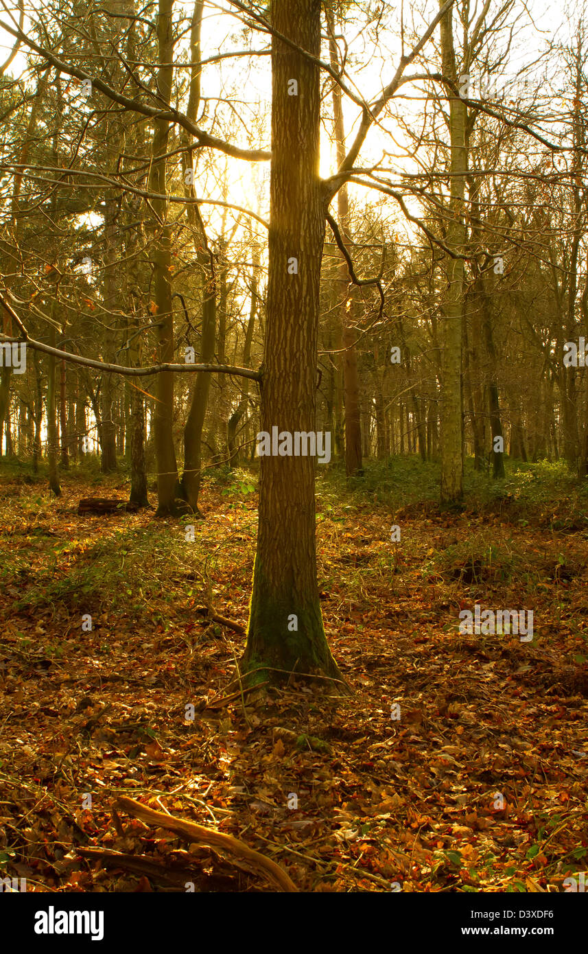 Marks hall gardens essex hi-res stock photography and images - Alamy