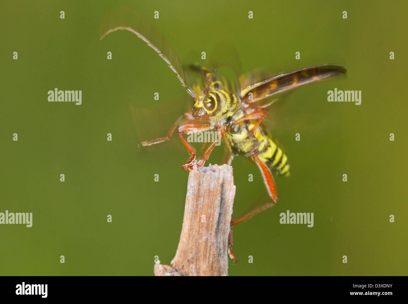 Locust borer beetle hi-res stock photography and images - Alamy