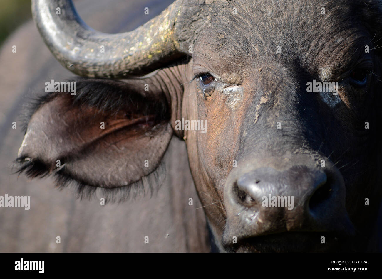 Buffalo head close up hi-res stock photography and images - Alamy