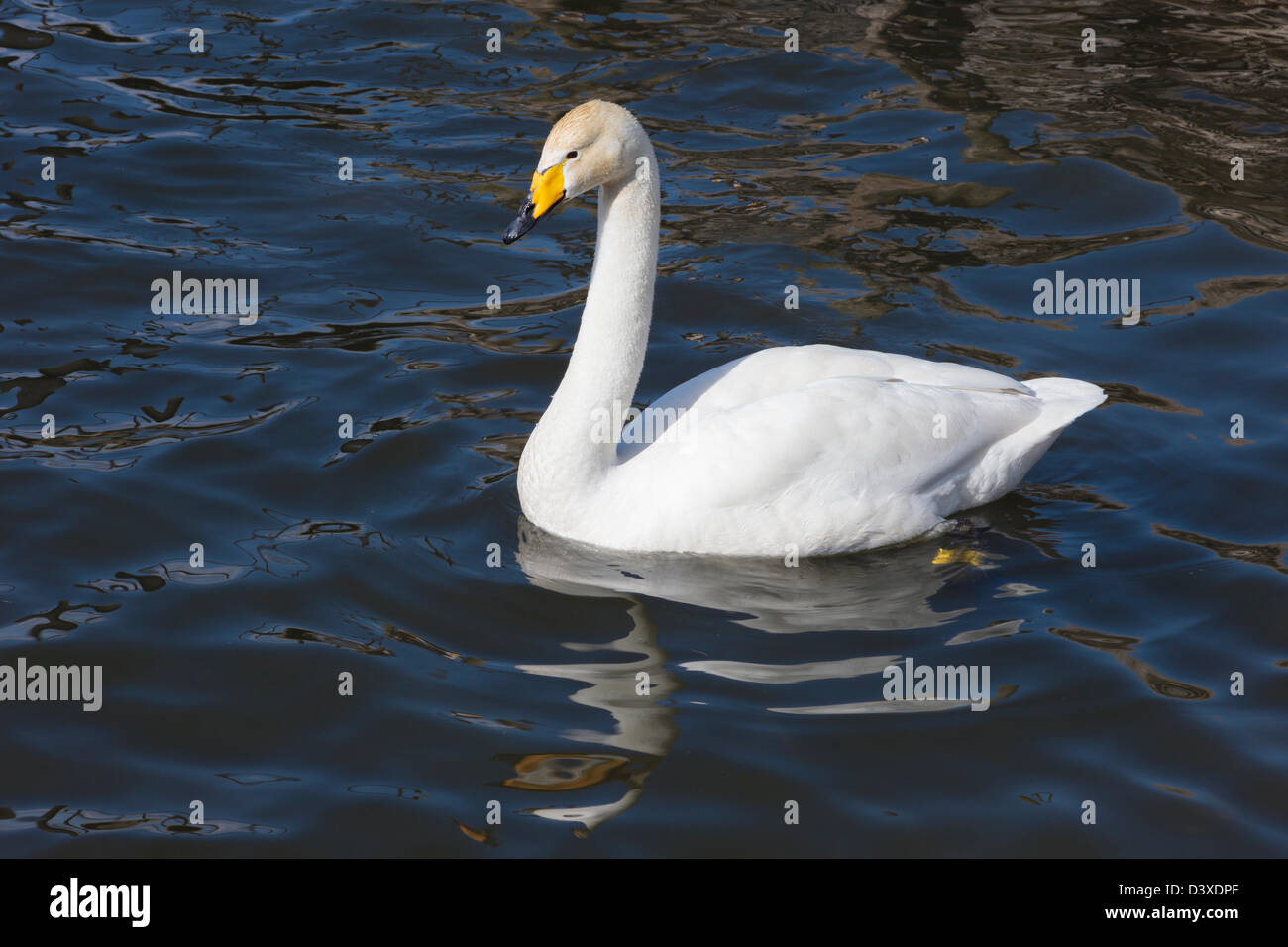 Whooper Swan (Cygnus cygnus) bird with stained head swimming in Lake ...