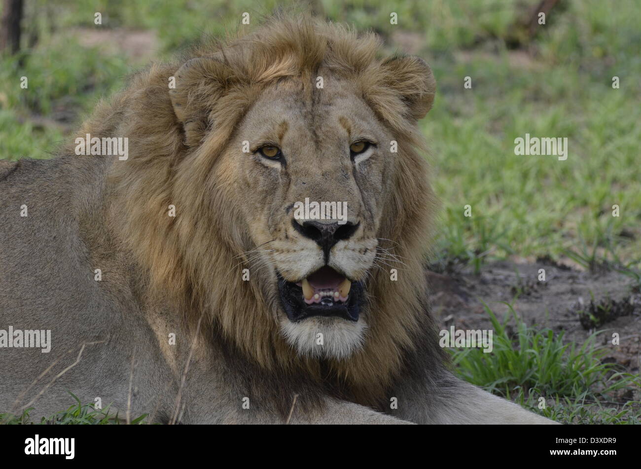 Photos of Africa,Male Lion facing camera Stock Photo - Alamy