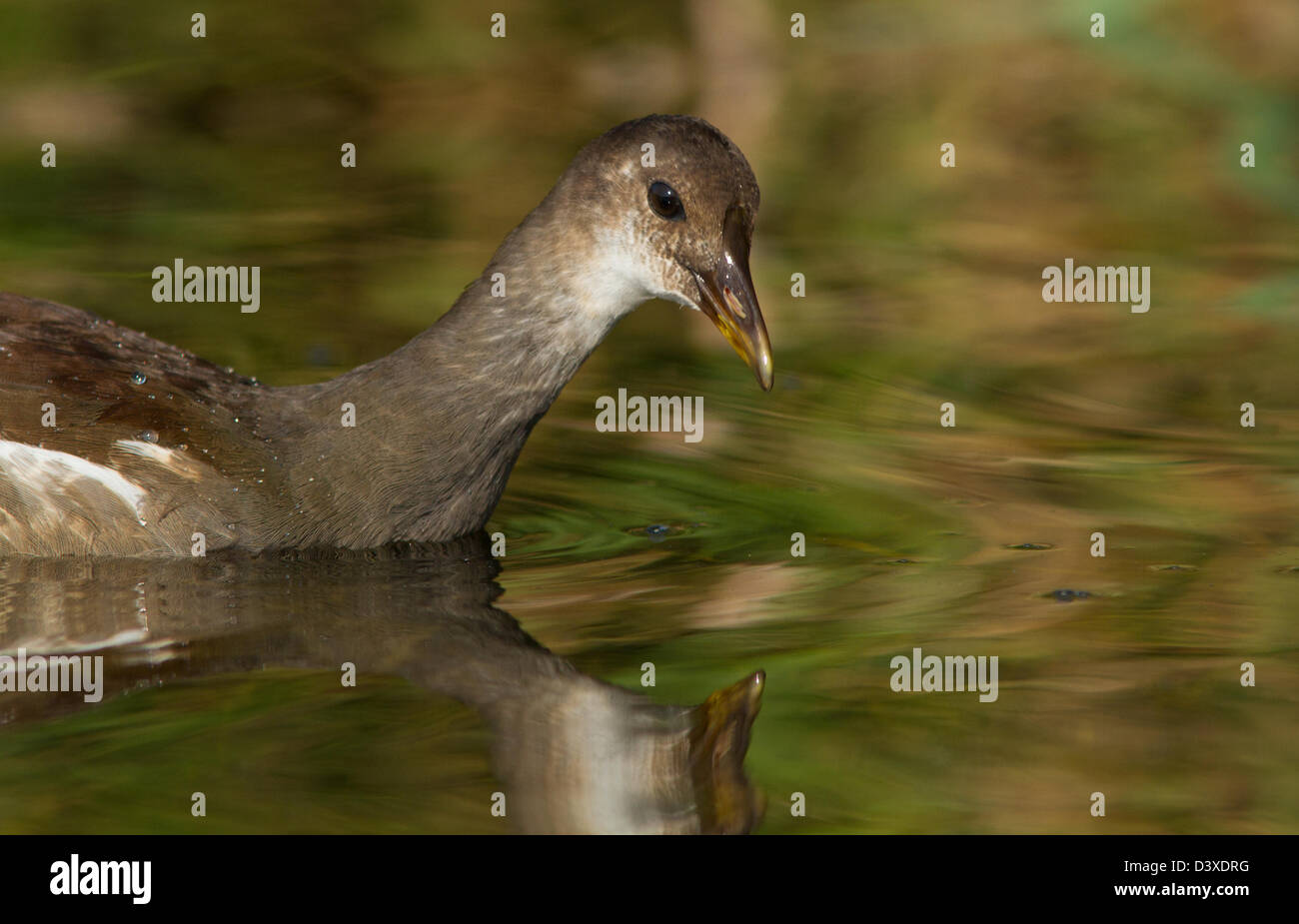 Flying moorhen hi-res stock photography and images - Alamy