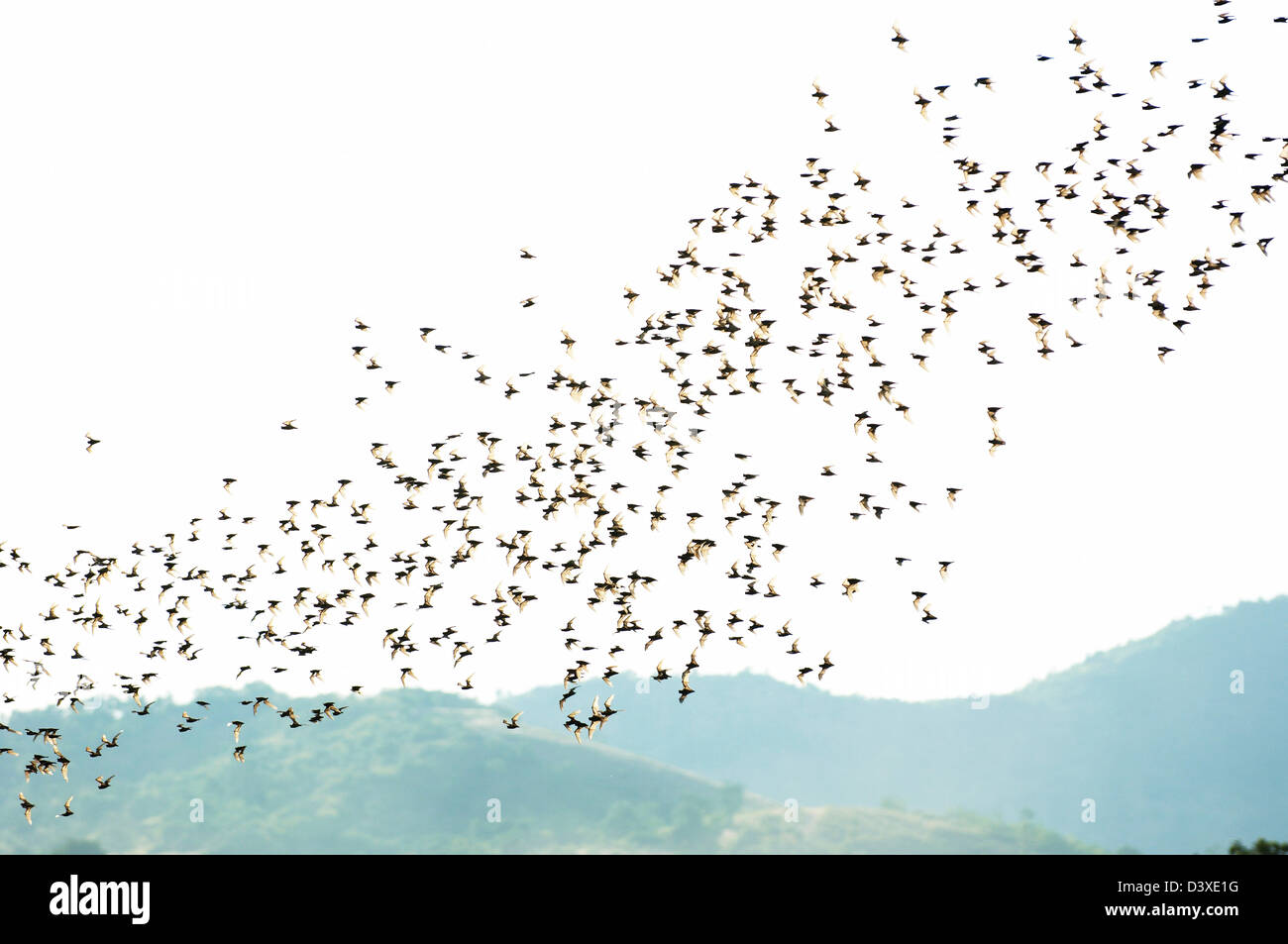 wrinkled lipped bats at dusk Stock Photo - Alamy