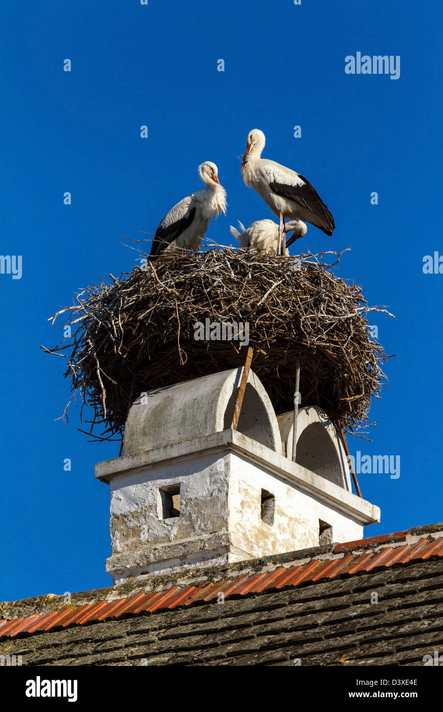 Storks family hi-res stock photography and images - Alamy
