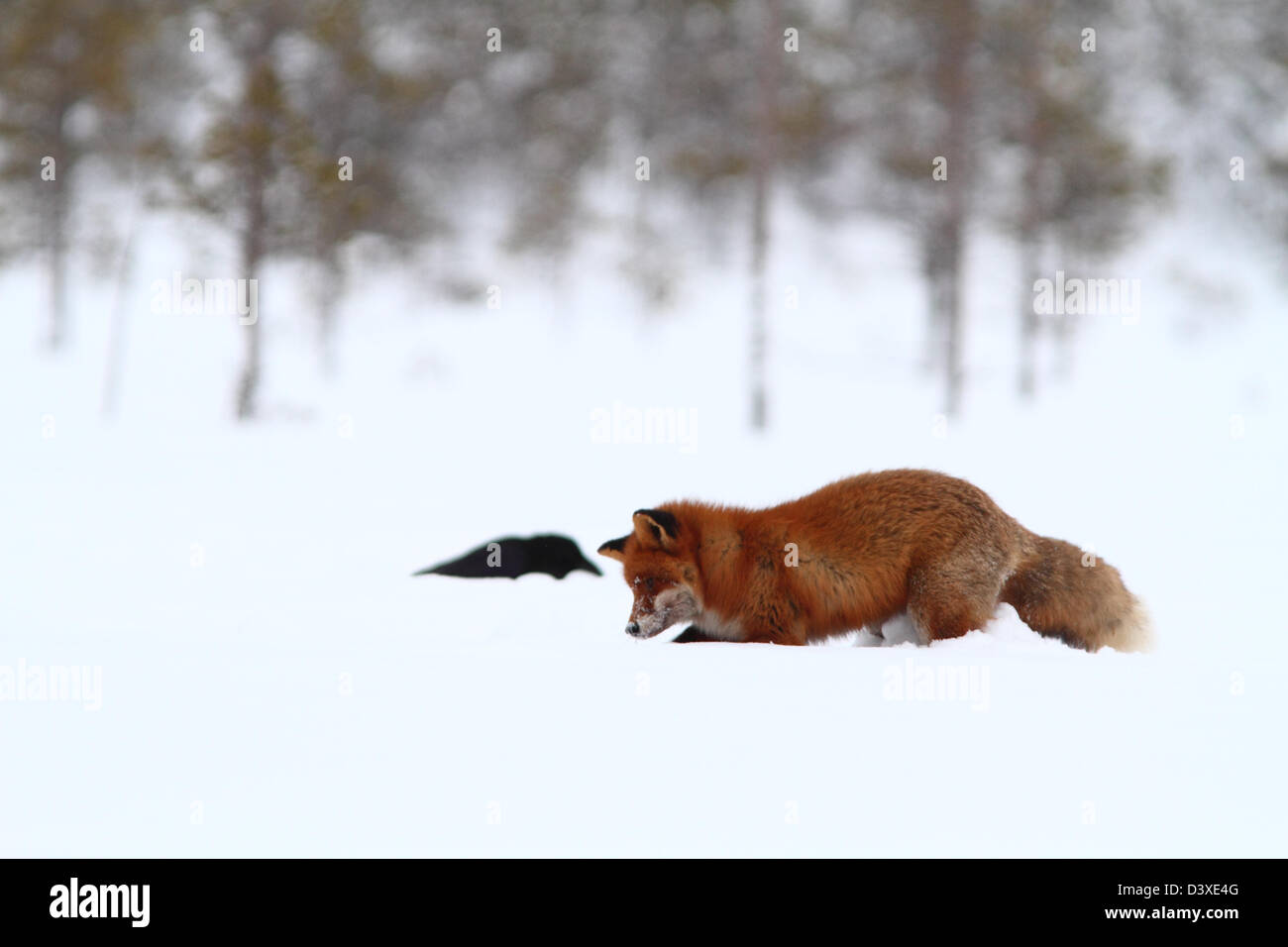 Red Fox (Vulpes vulpes) digging in the snow. Photographed in ...