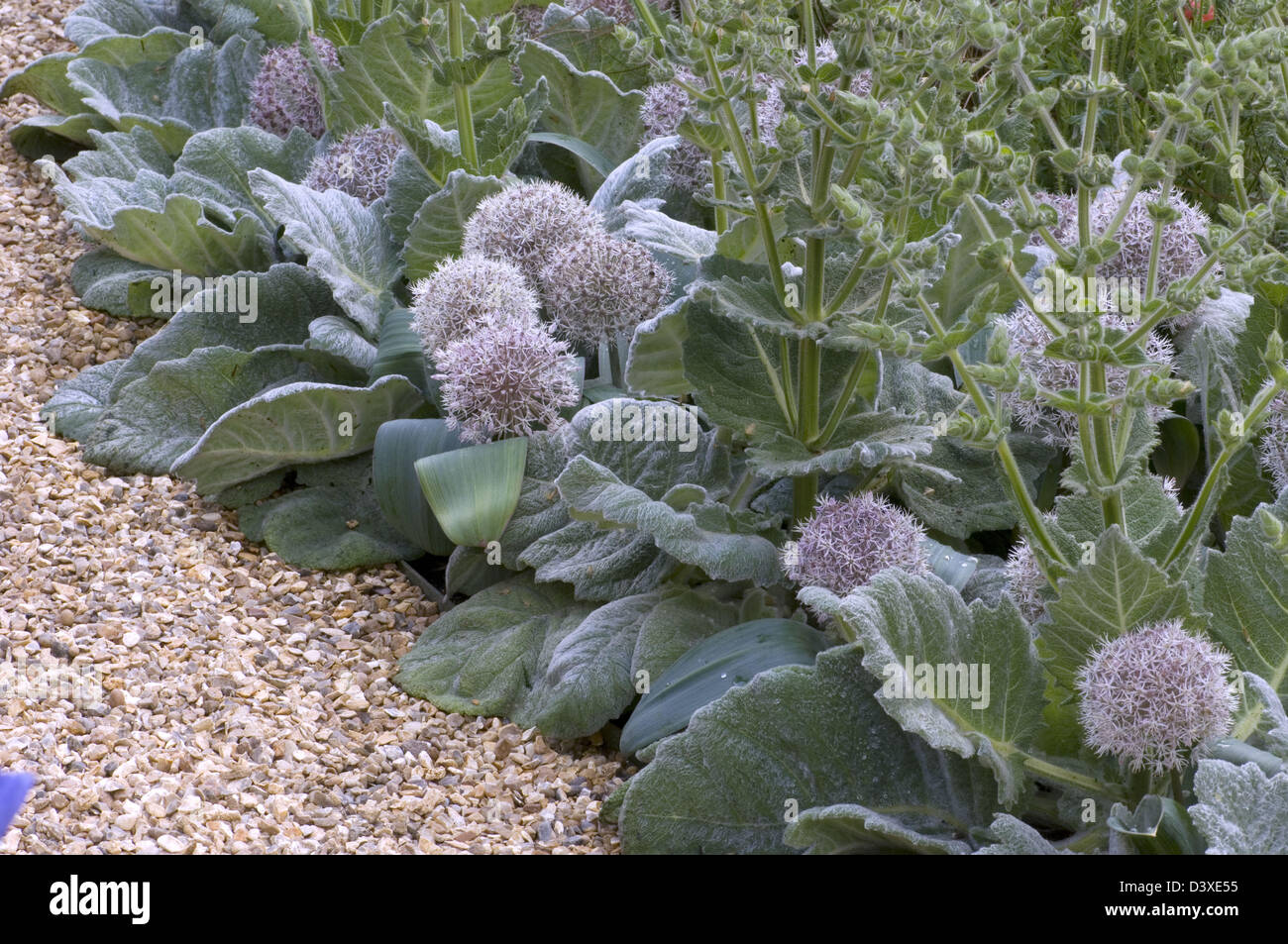 Border edge plant hi-res stock photography and images - Alamy