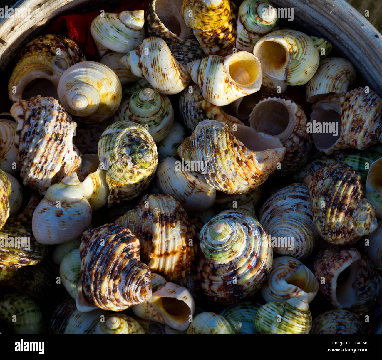 Close up view of sea shells for sale in a bucket Llandudno Conwy North ...