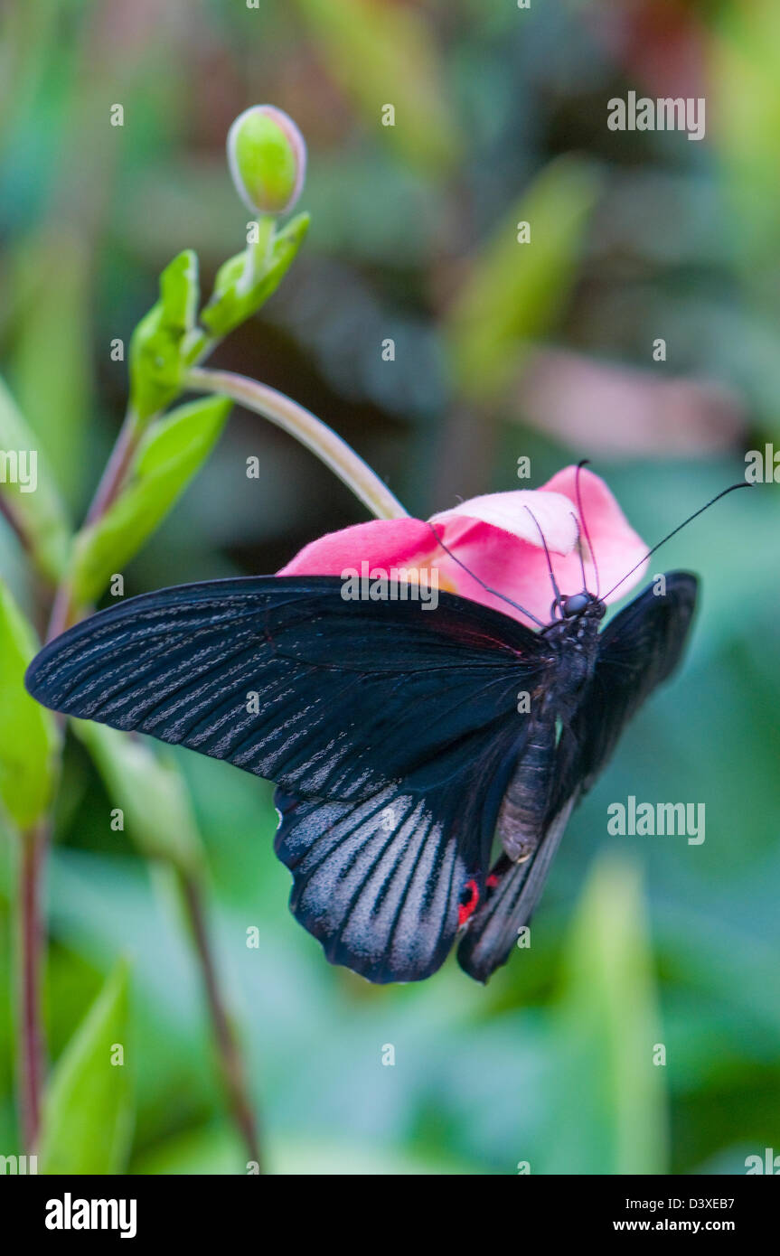 Butterflies in butterfly house Stock Photo - Alamy