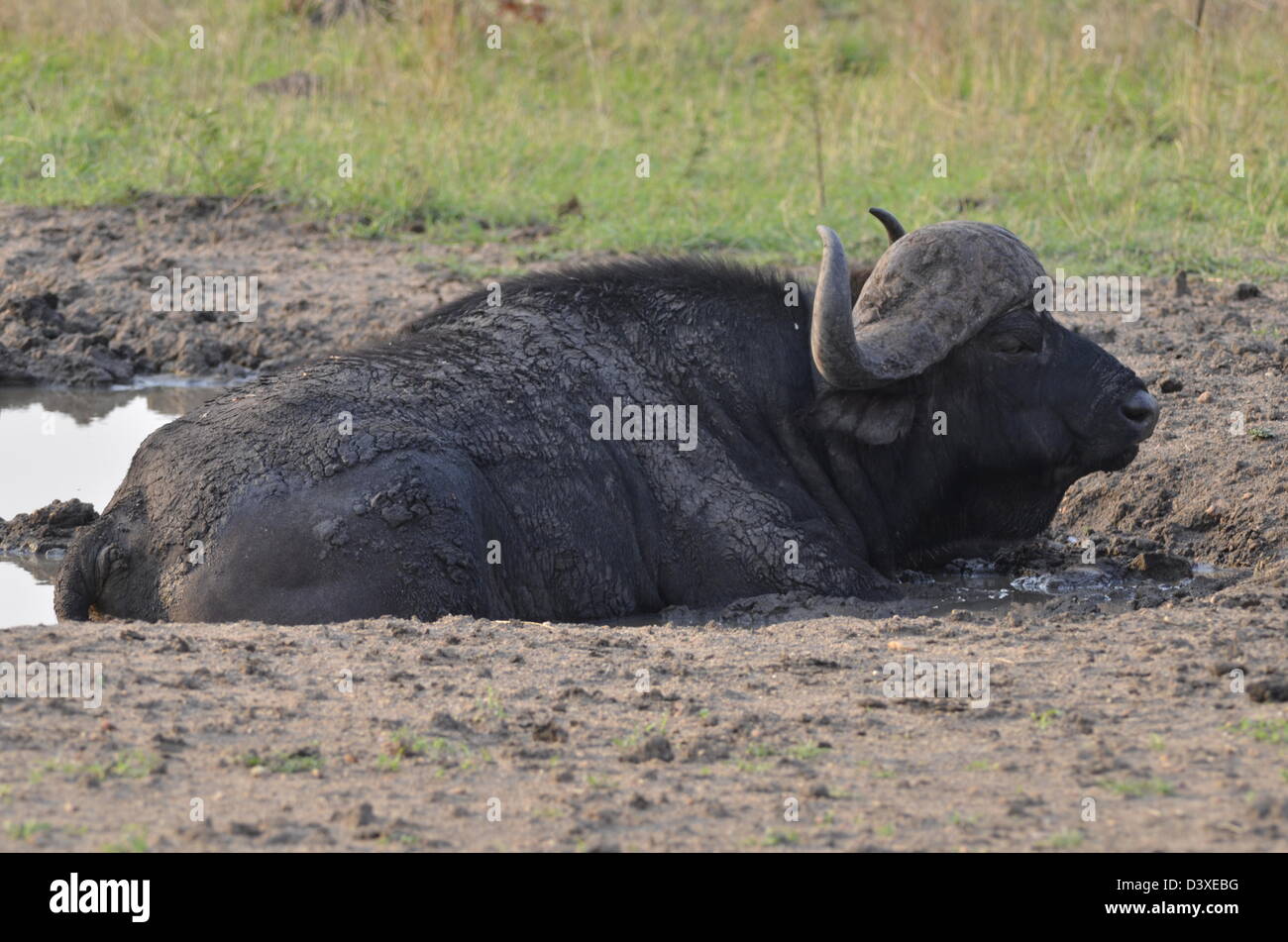 Photos of Africa, Buffalo in mud water Stock Photo - Alamy