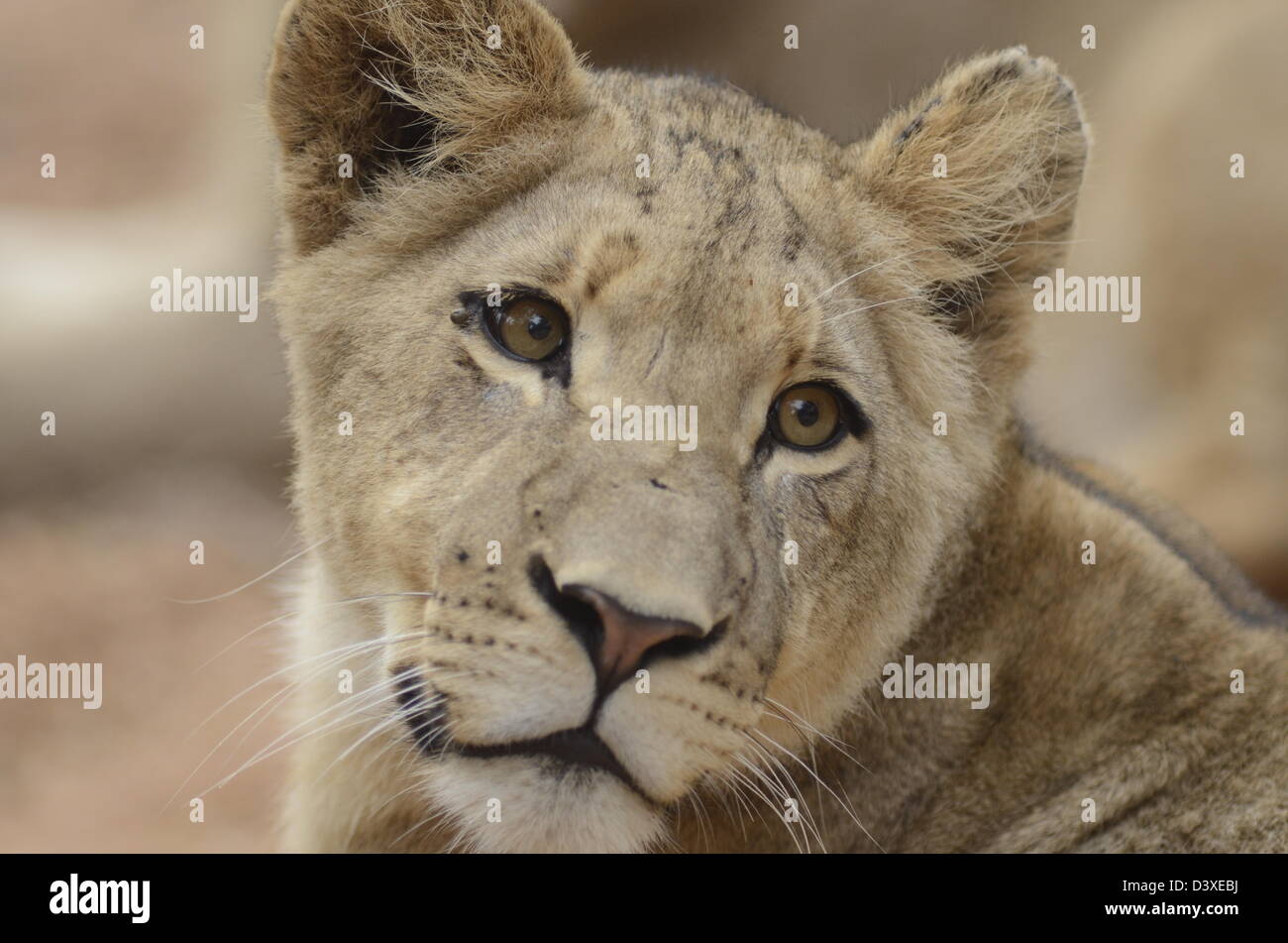 Lion facing hi-res stock photography and images - Alamy