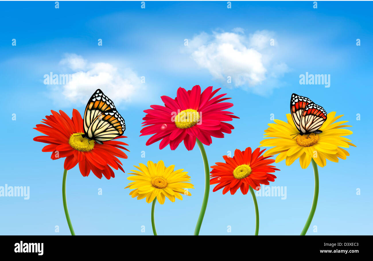 Nature spring gerber flowers with butterflies Vector illustration Stock ...