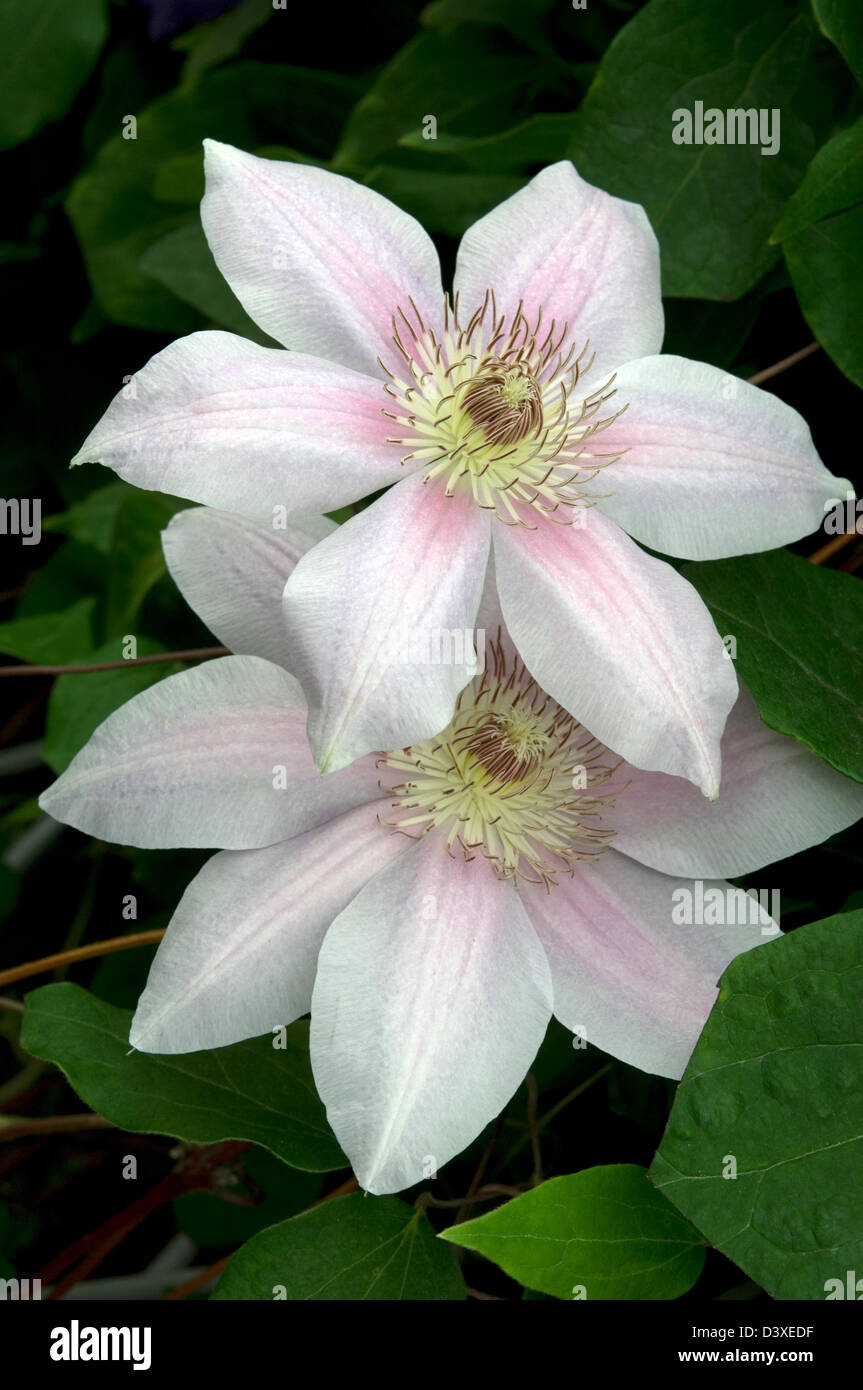 Clematis 'Fairy Queen'. Date: 06.11.2008 Ref: ZB907 123798 0038 ...