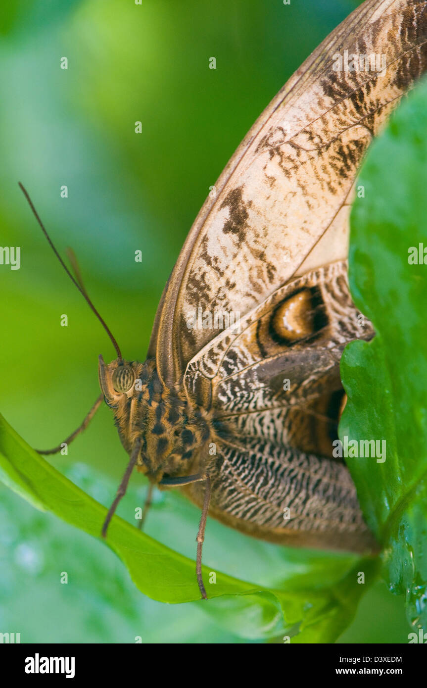Butterflies in butterfly house Stock Photo - Alamy
