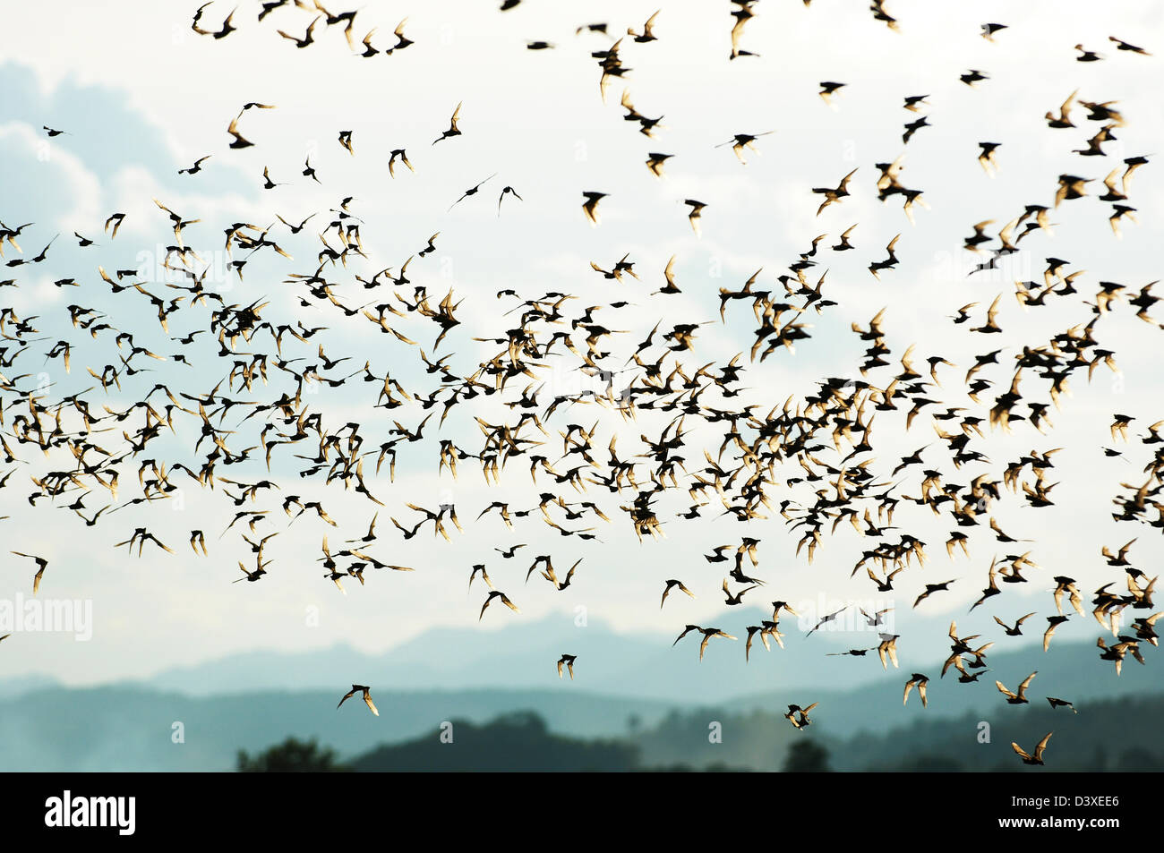 wrinkled lipped bats at dusk Stock Photo - Alamy