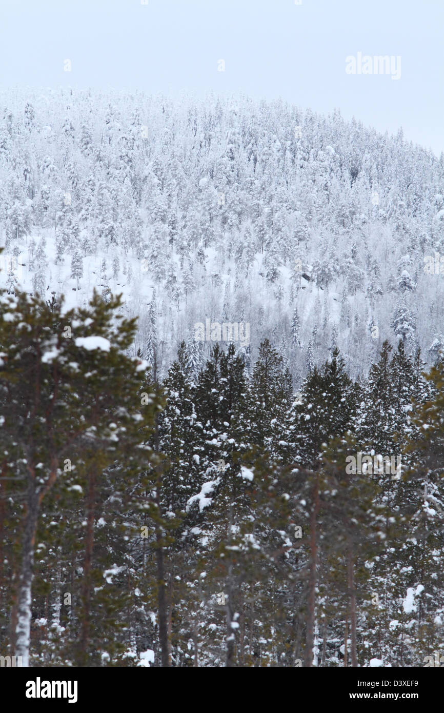 Taiga sweden hi-res stock photography and images - Alamy