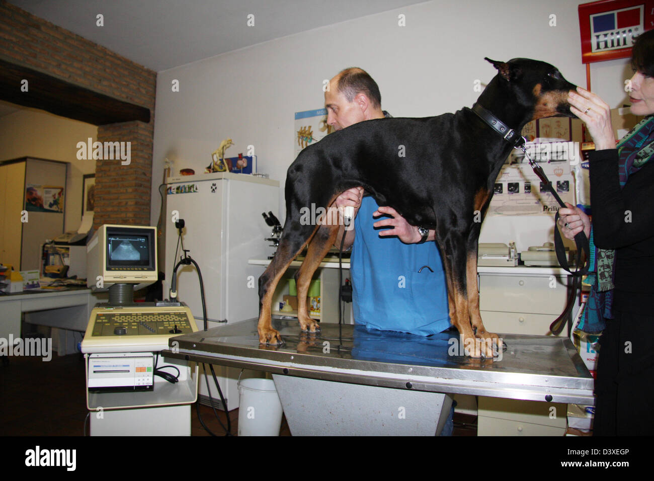 Veterinarian echography dog dobermann doberman hi-res stock photography ...