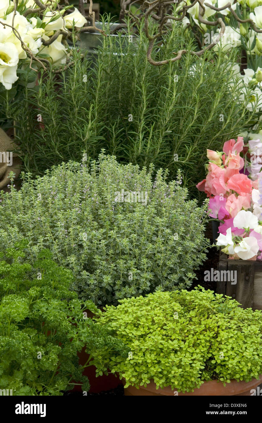Collection of herbs including parsley, golden & variegated thyme, and ...