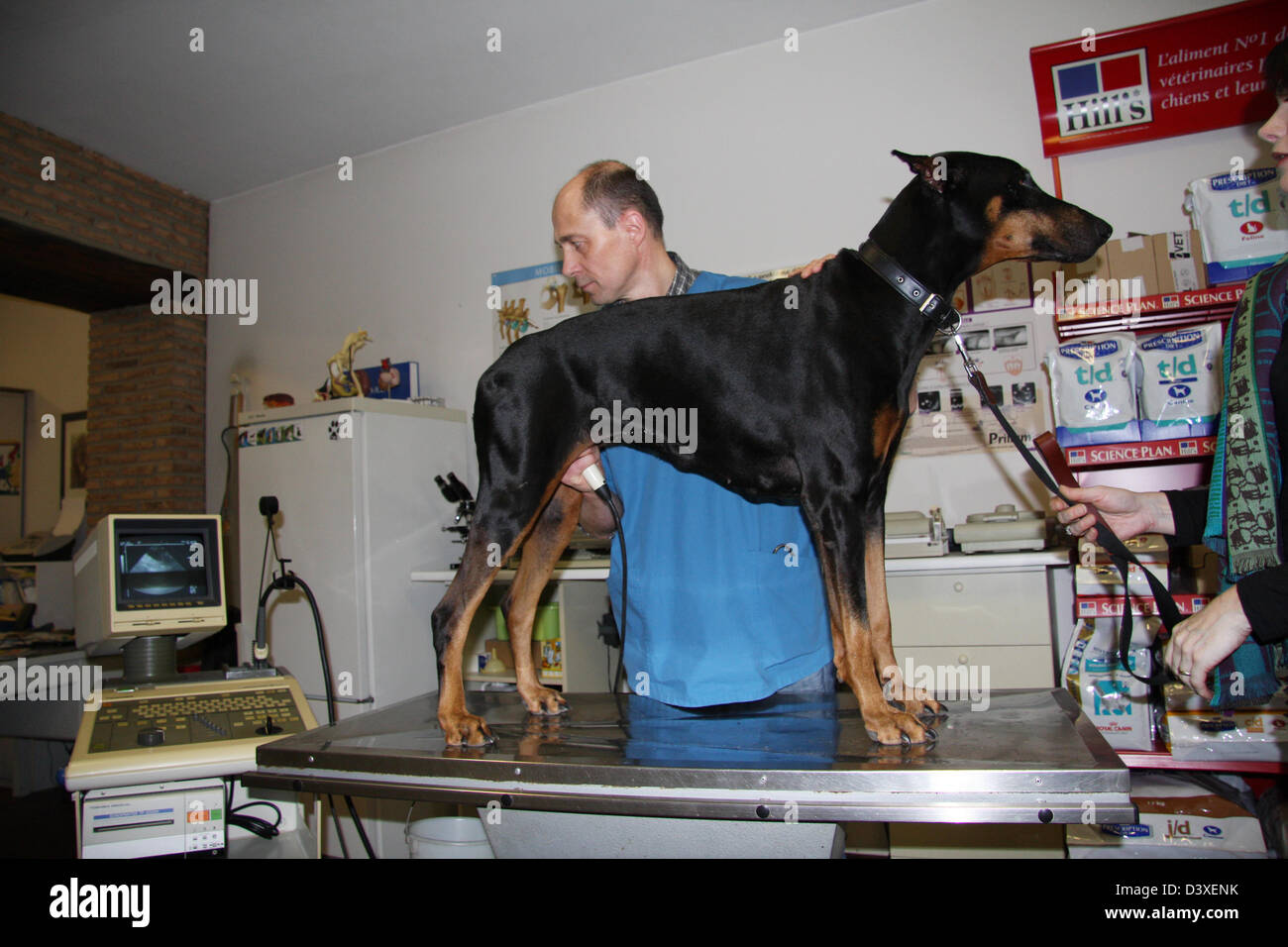Veterinarian echography dog dobermann doberman hi-res stock photography ...