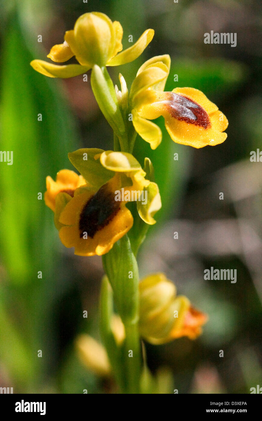 Yellow bee orchid ophrys lutea hi-res stock photography and images - Alamy