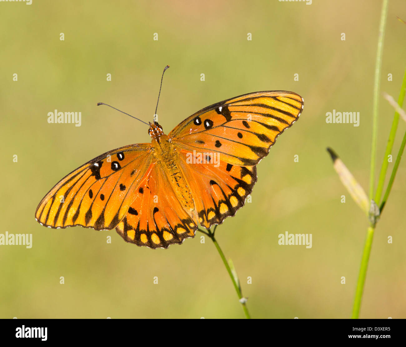 Butterfly gulf fritillary hi-res stock photography and images - Alamy