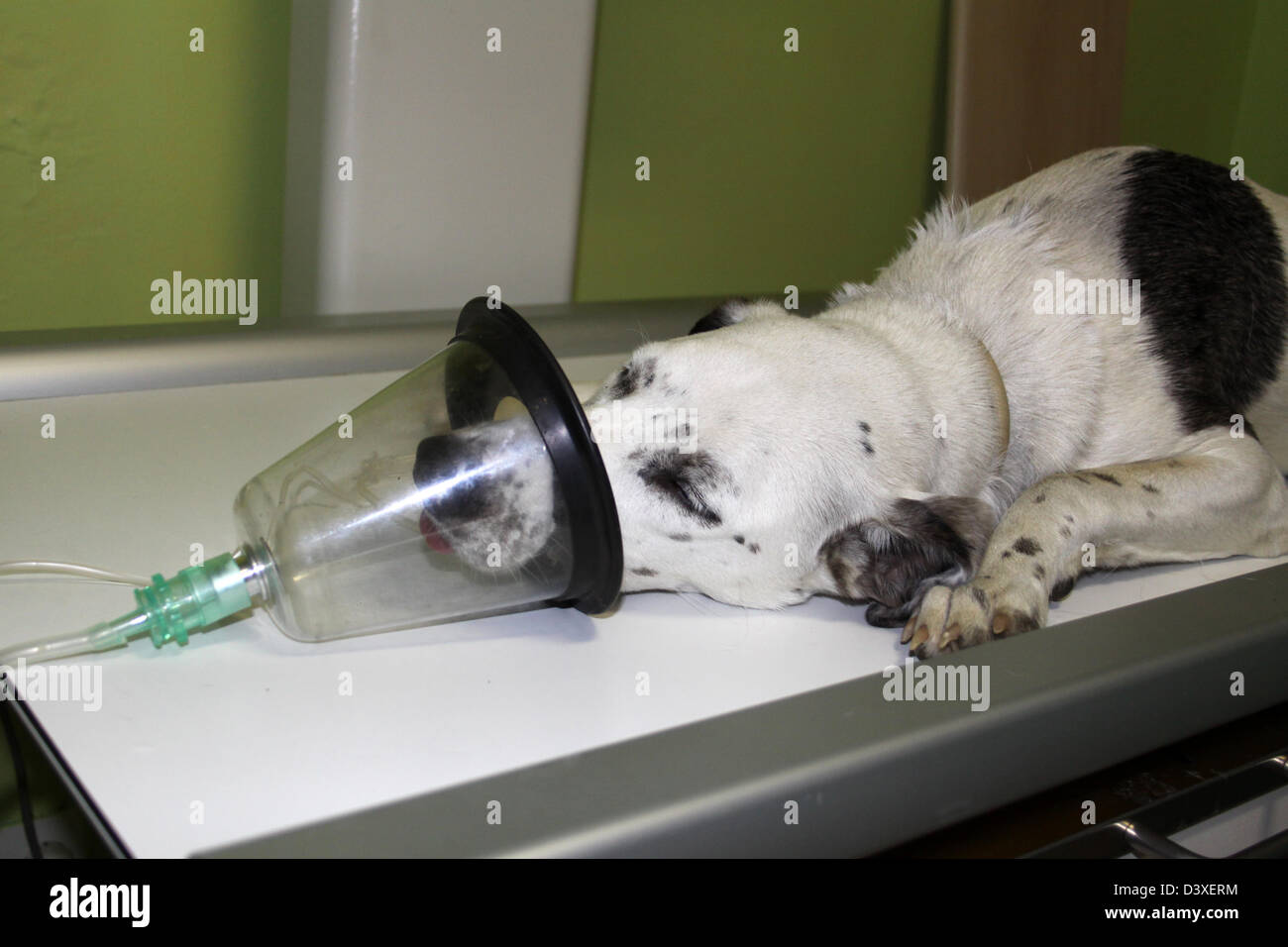 Mixed Breed dog under anesthesia in veterinarian clinic Stock Photo - Alamy