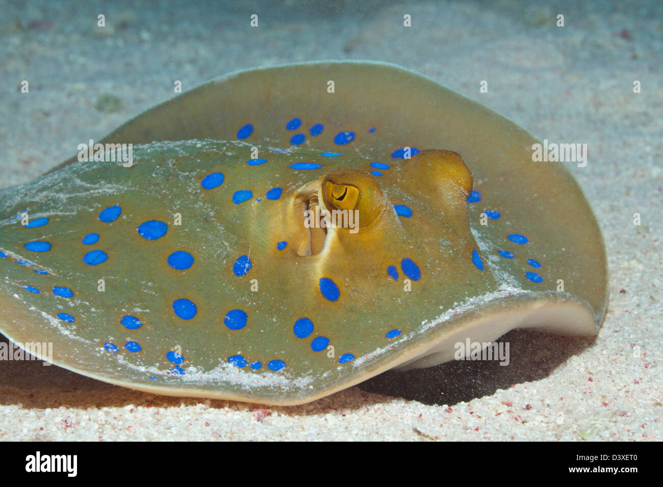 Blue-spotted Stingray, Taeniura lymma, Zabargad, Red Sea, Egypt Stock ...