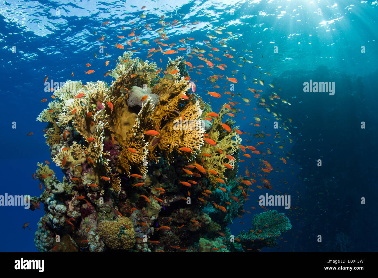 Fire Coral and Coral Fish, Millepora sp., St. Johns Reef, Red Sea ...