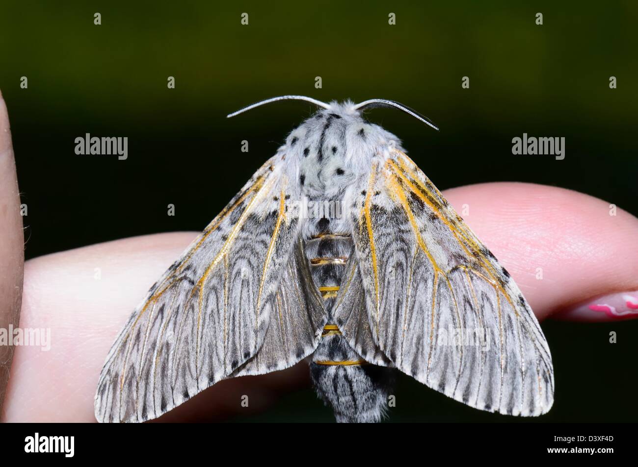 Night butterfly, poplar sphinx male Stock Photo - Alamy