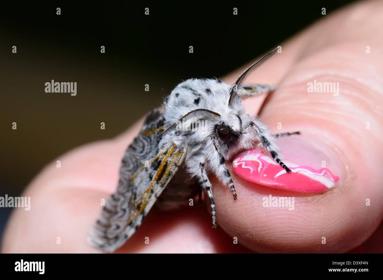 Night butterfly, poplar sphinx male Stock Photo - Alamy