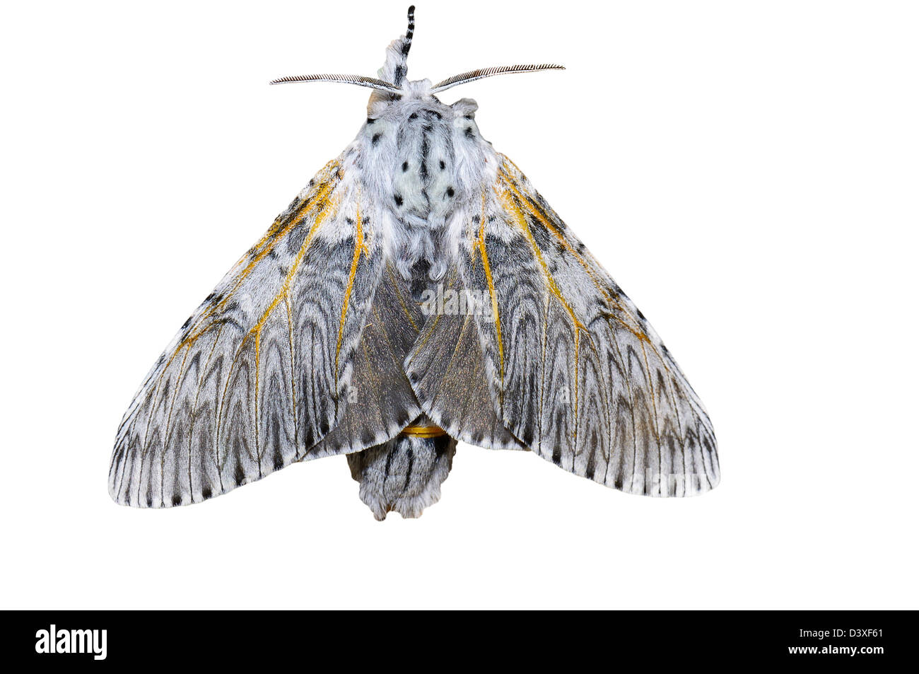 Butterfly as insect Cut Out Stock Images & Pictures - Alamy