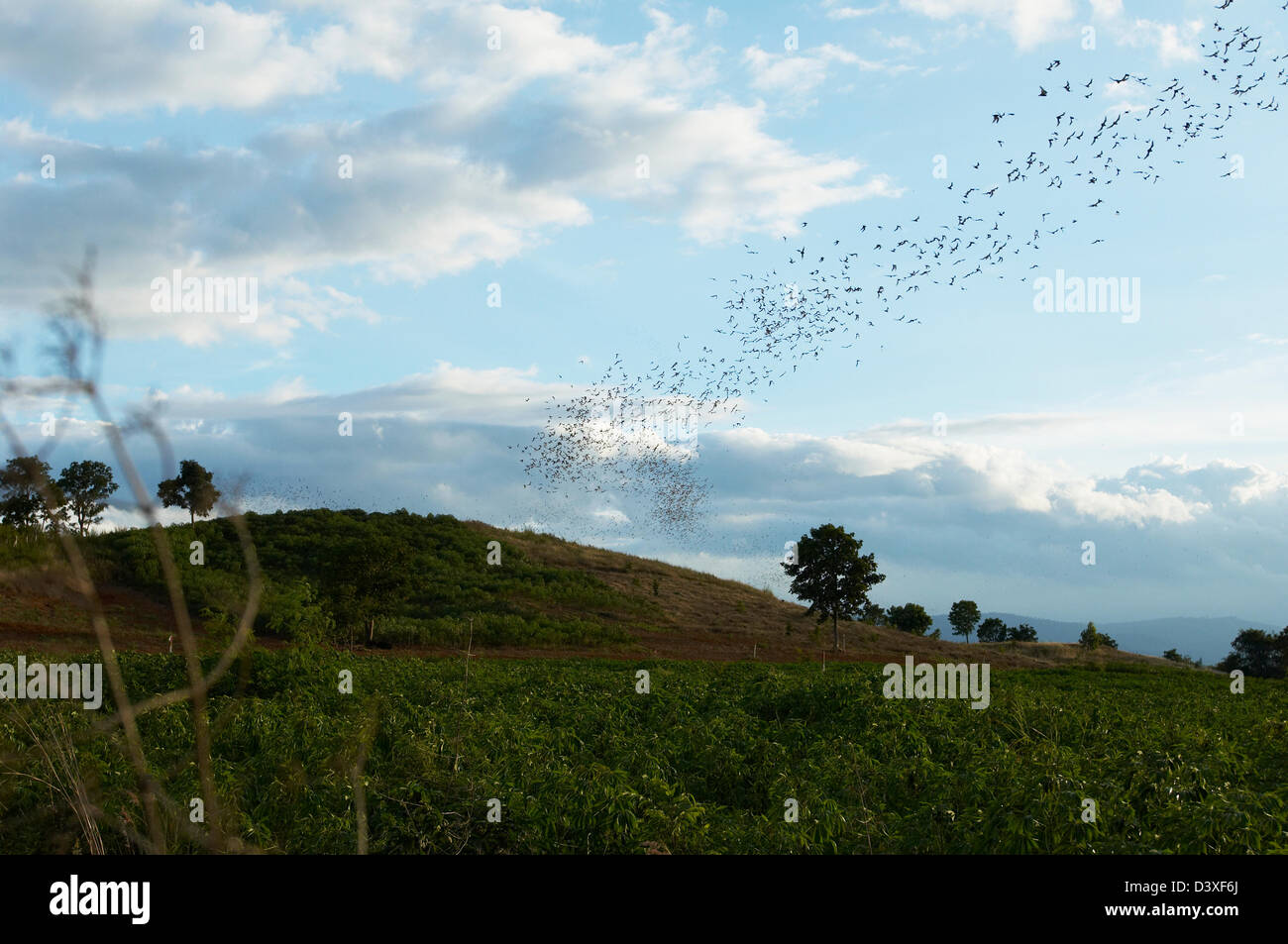Wrinkled lipped bats, dusk, Thailand, twilight Stock Photo - Alamy