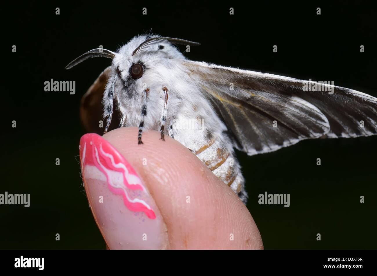 Night butterfly, poplar sphinx male Stock Photo - Alamy