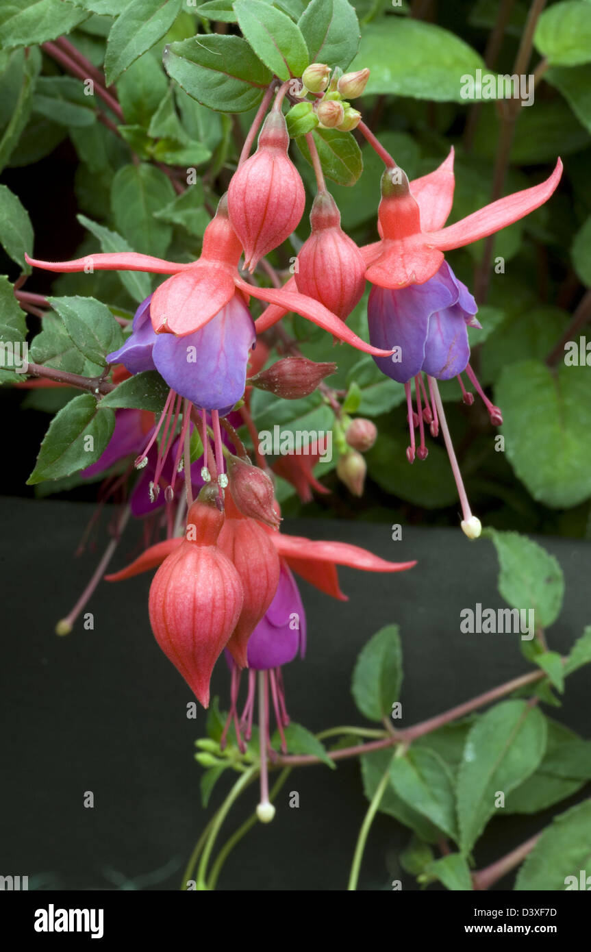 Fuchsia 'Ringwood Market' a double fuchsia Stock Photo - Alamy
