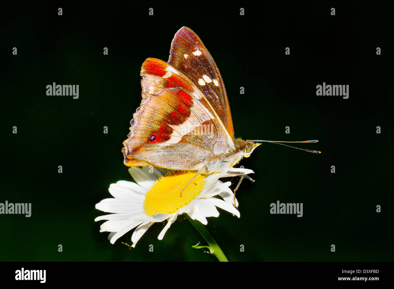 Butterfly feeding at Gardens Stock Photo - Alamy