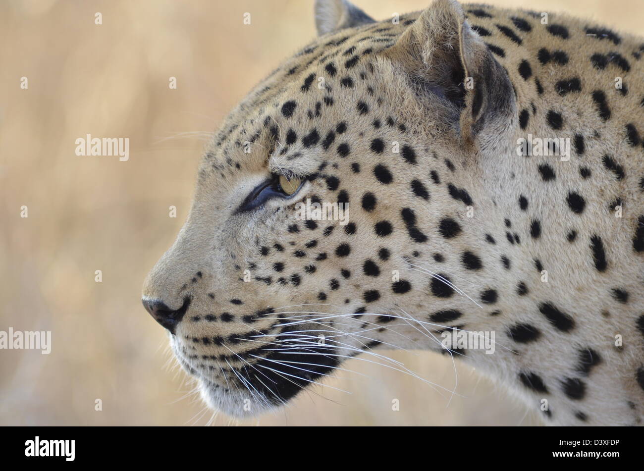 Leopard head hi-res stock photography and images - Alamy