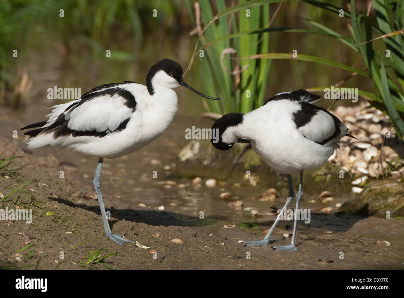 Pair of Avocets preening Stock Photo - Alamy