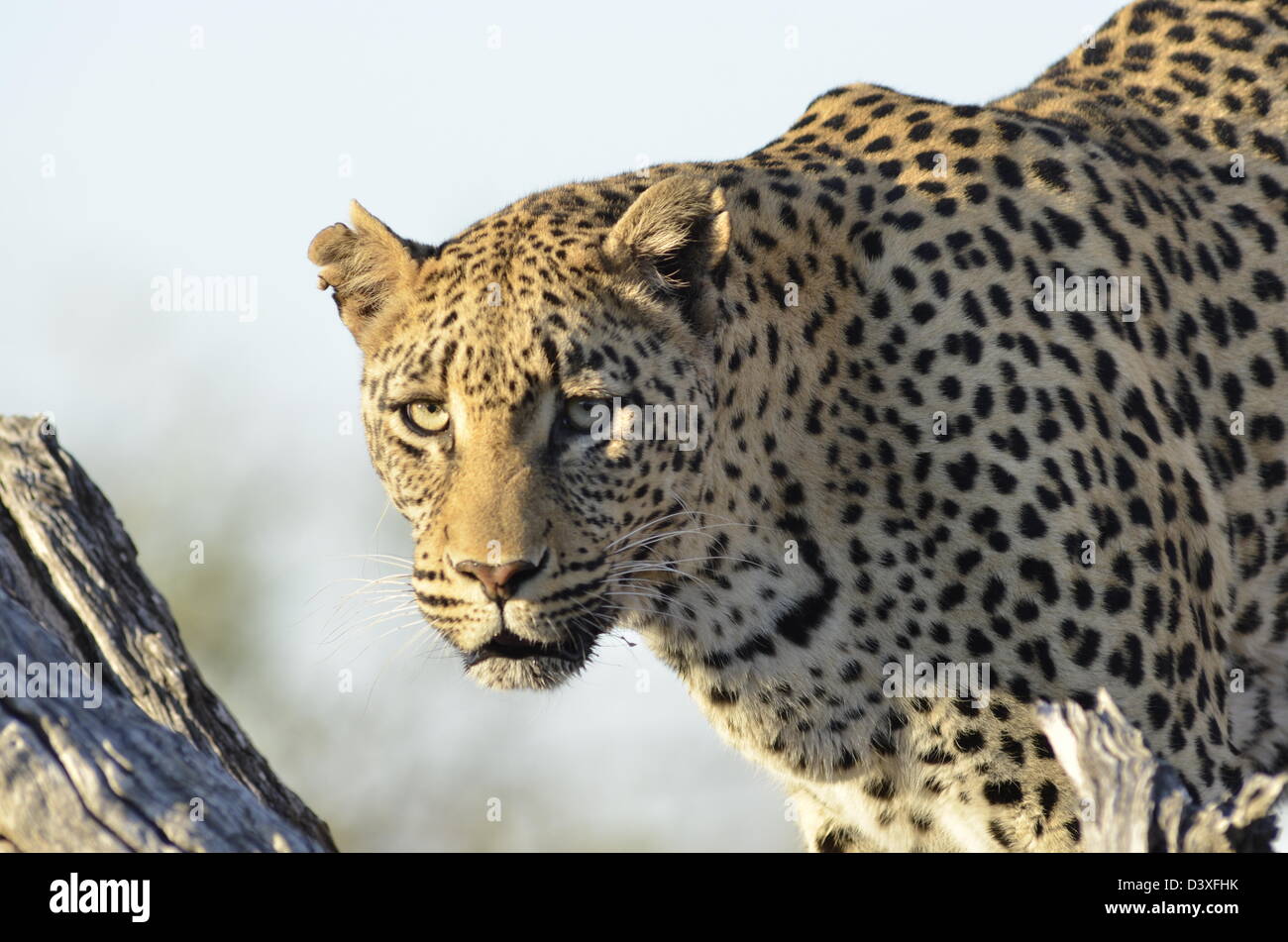 Photos of Africa, Leopard in leadwood tree Stock Photo - Alamy