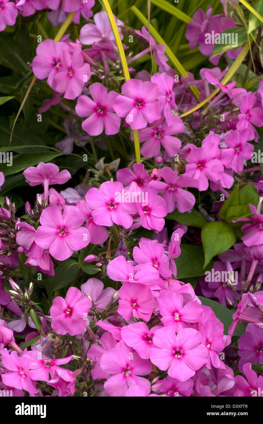 Phlox paniculata 'Pink Flame' Stock Photo - Alamy