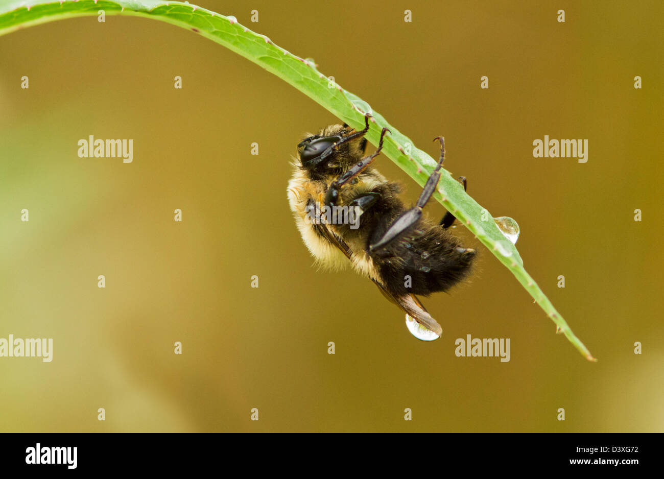 Light yellow bumblebee hi-res stock photography and images - Alamy