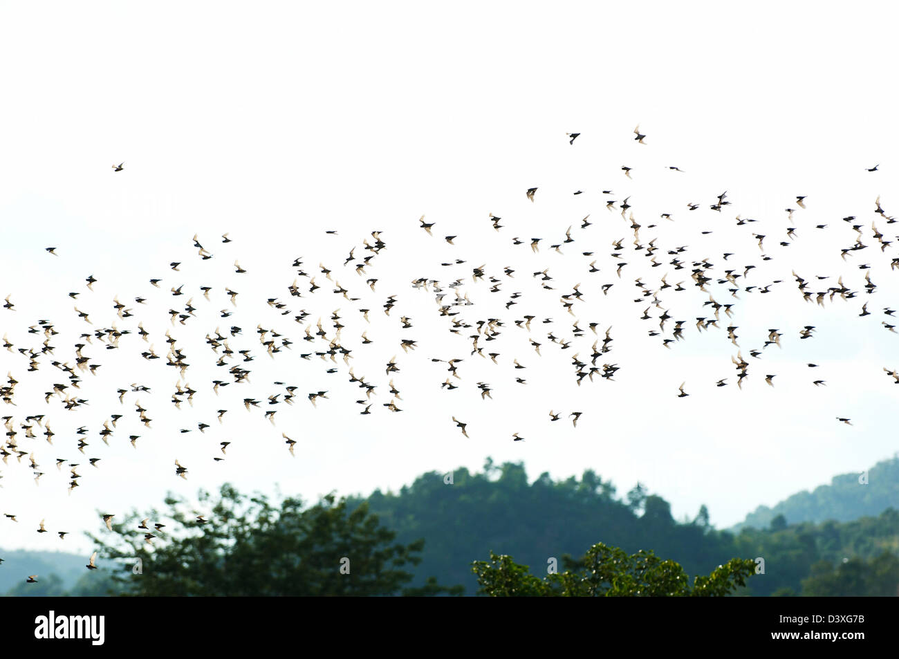 wrinkled lipped bats at dusk Stock Photo - Alamy