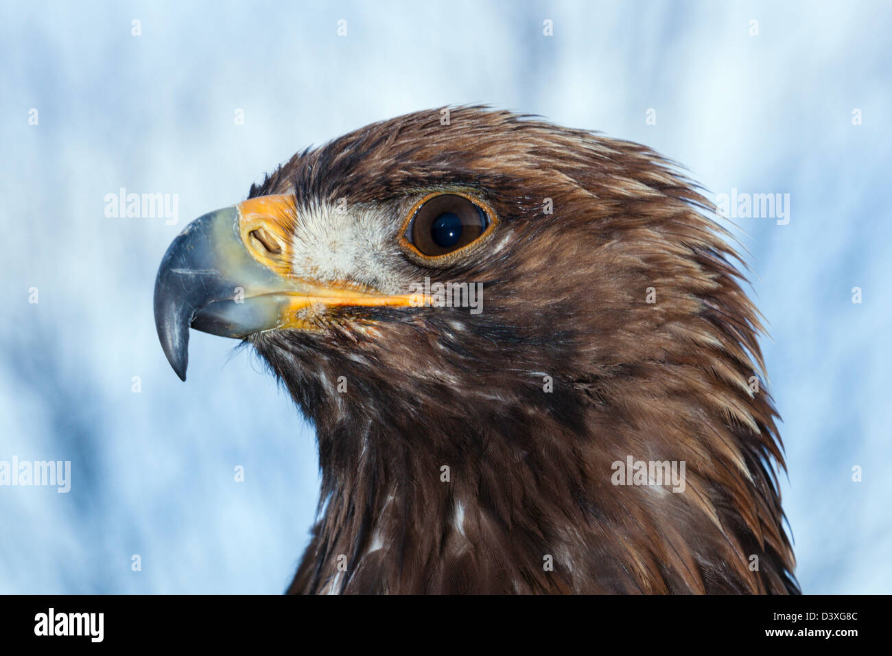 Golden Eagle, Aquila chrysaetos chrysaetos, Bavaria, Germany Stock ...
