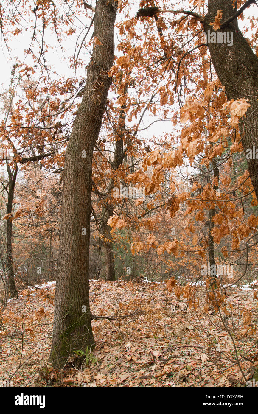 Trees in a forest, Srinagar, Jammu And Kashmir, India Stock Photo - Alamy