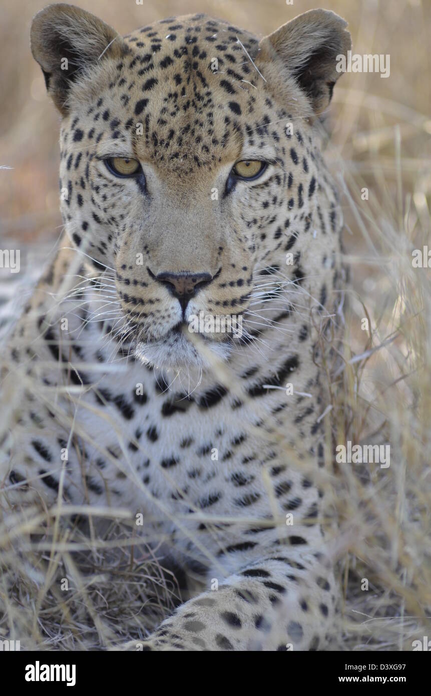 Leopard head hi-res stock photography and images - Alamy