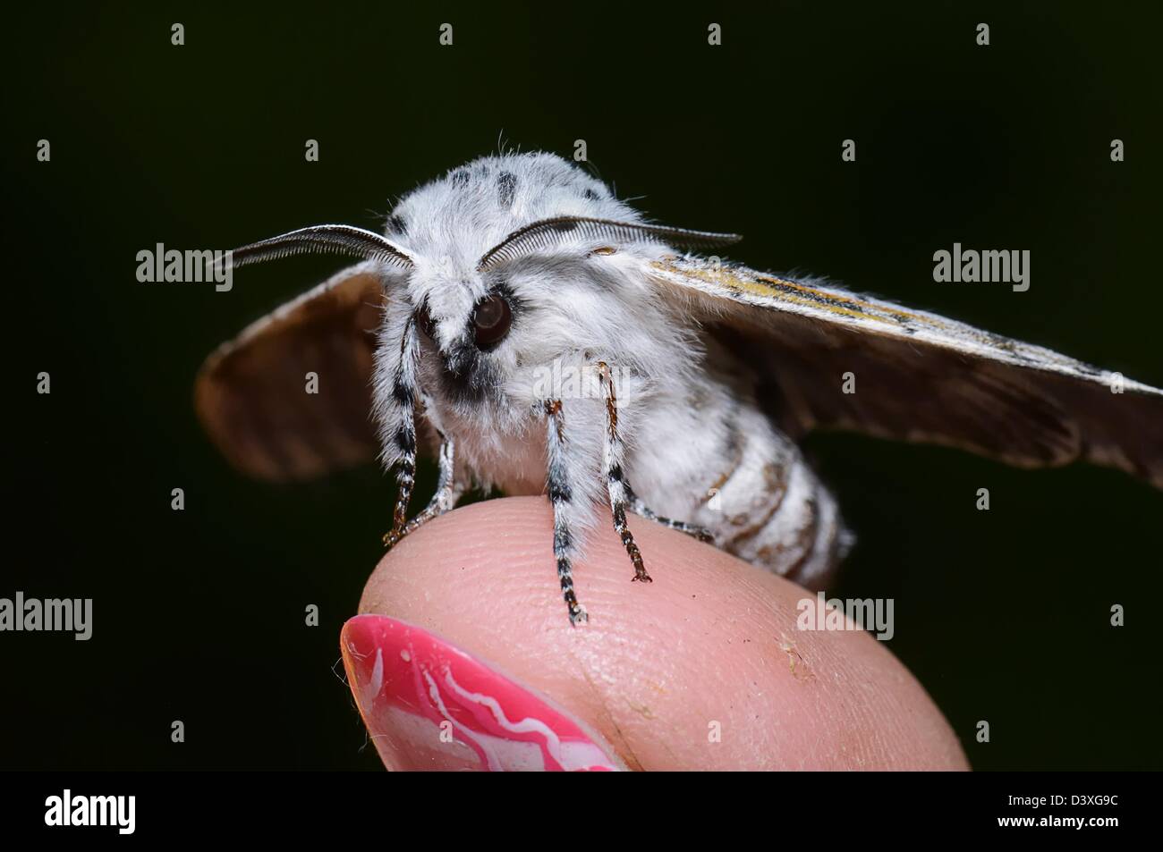 Night butterfly, poplar sphinx male Stock Photo - Alamy
